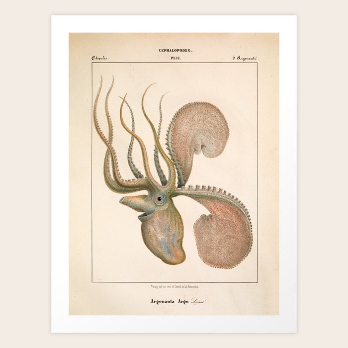 Argonauta Argo octopus (paper nautilus), 1851 Art Print by Maria Popova ...
